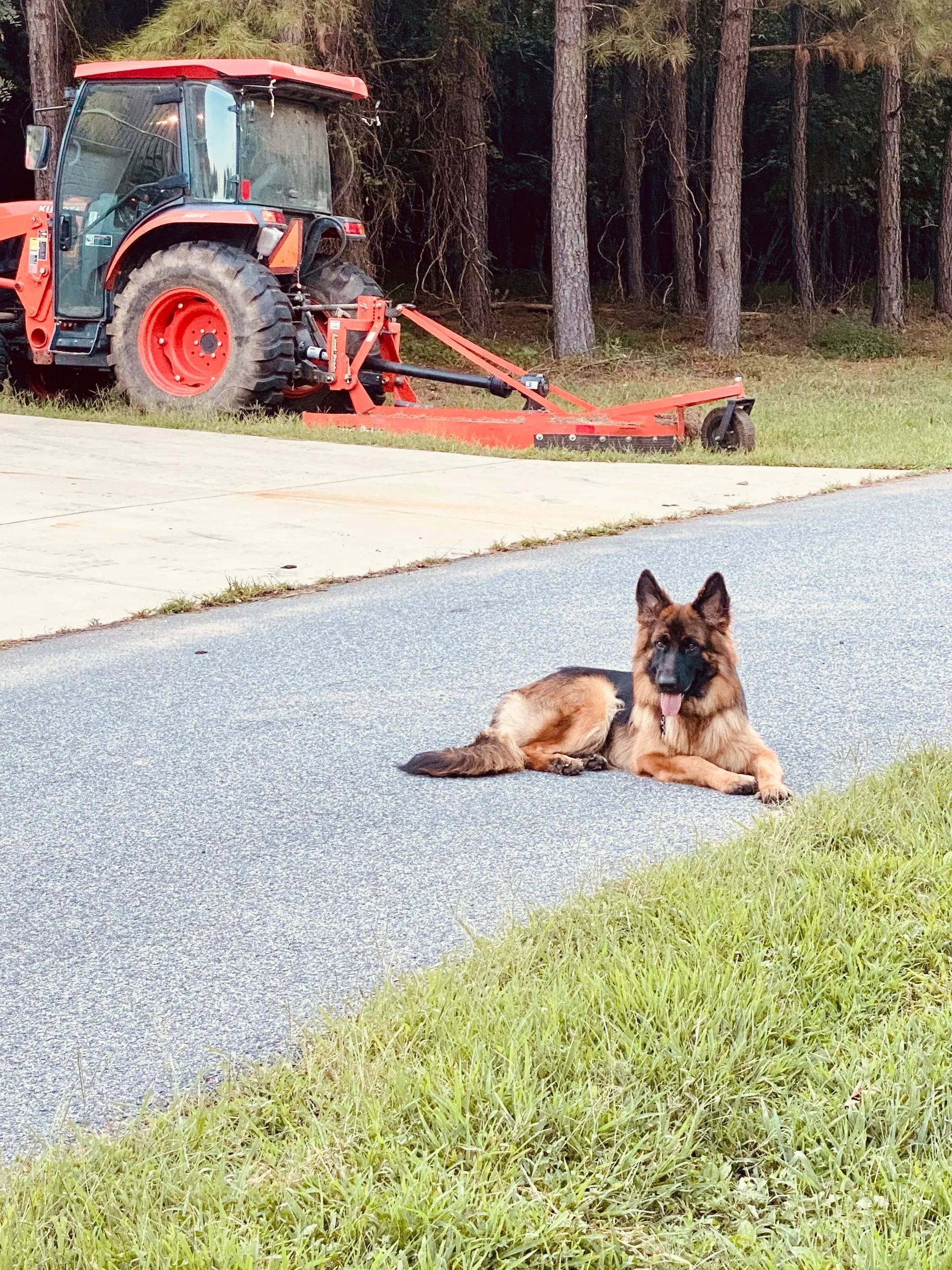 Grind Stone Dog Kennels - German Shepherds, Basset Hounds
