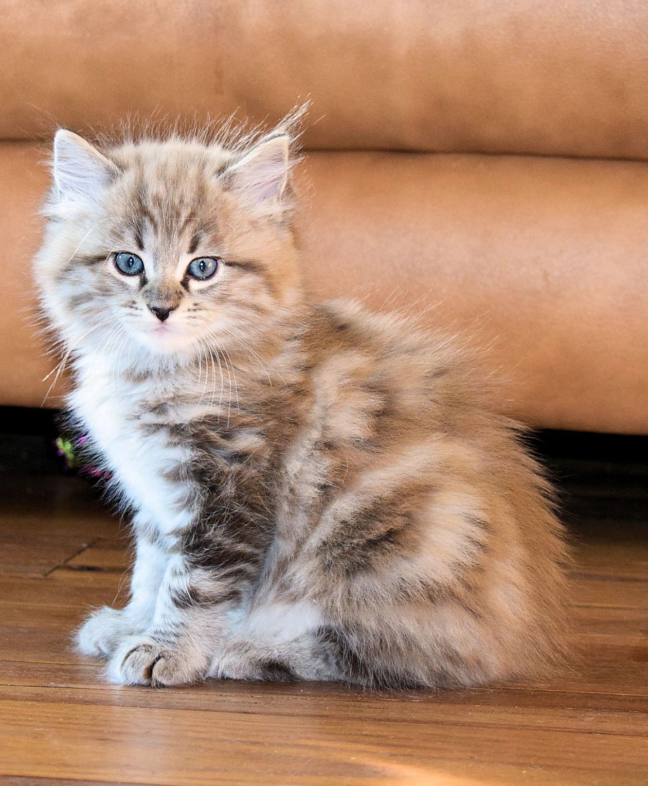 Reserve a kitten | ragdoll kittens