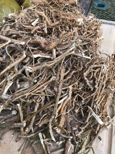 Guinea hen weed root powder wildcrafted jamaican Anamu, Gully root ...