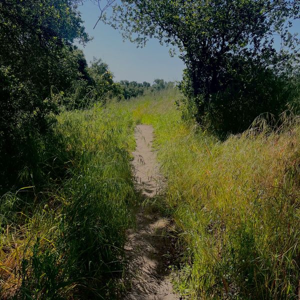 Riley Park Trail Races