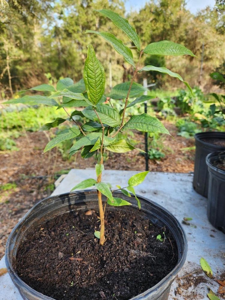 Tropical Cherry Trees