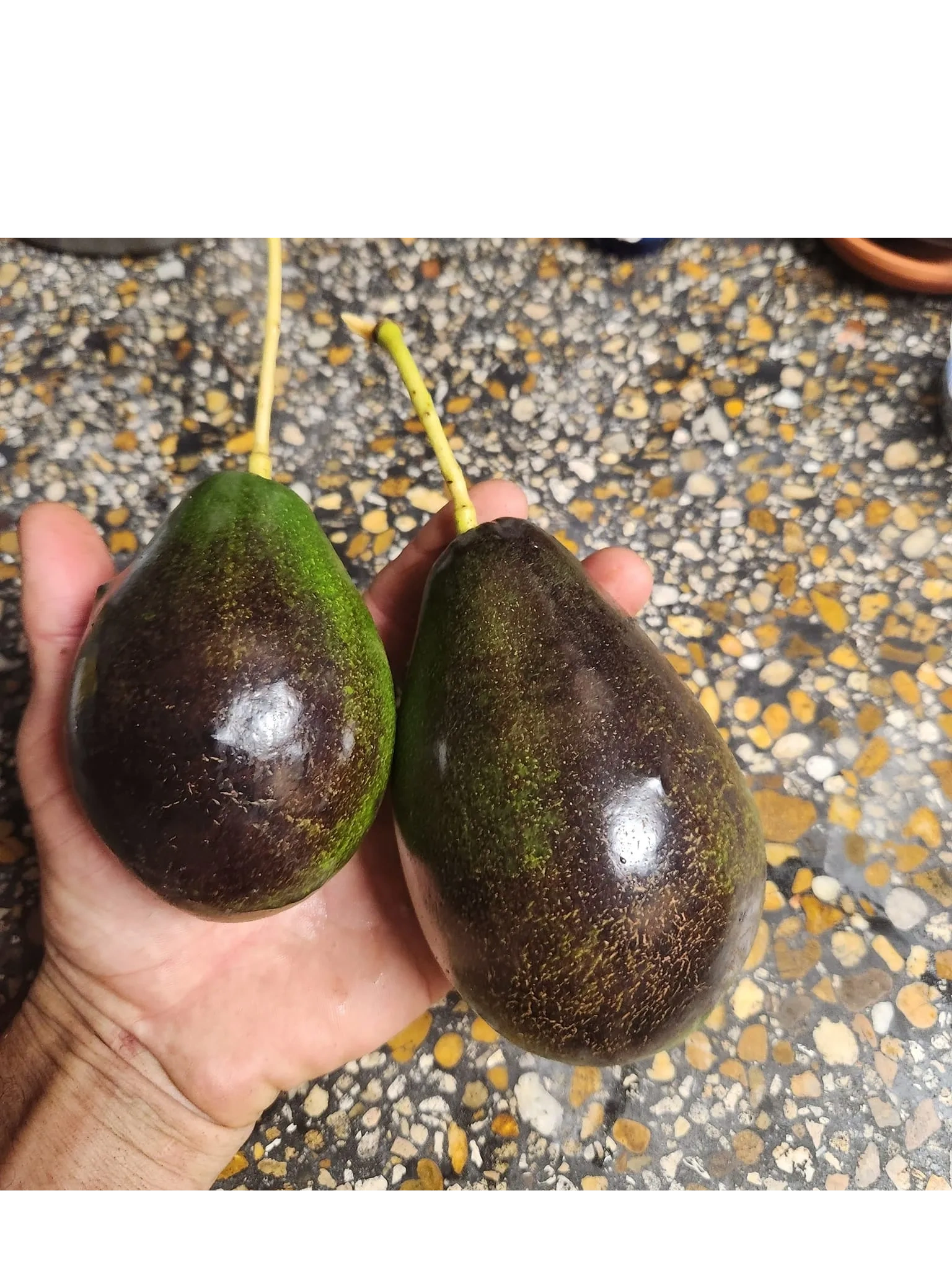 Understanding the Difference Between Type A and Type B Avocado Va
