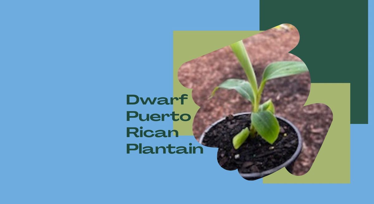 Musa Dwarf Puerto Rican Plantain