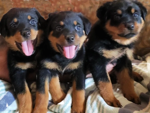 Spoiled Rotten Rotties