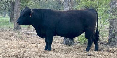 HR Aberdeens - American Aberdeen, Lowline Angus for Sale