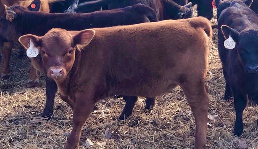 HR Aberdeens - Aberdeens, Lowline Cattle for Sale