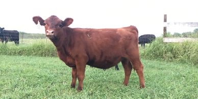 HR Aberdeens - American Aberdeen, Lowline Angus for Sale | HR Aberdeens