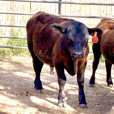 HR Aberdeens - American Aberdeen, Lowline Angus for Sale