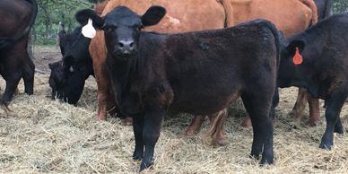 HR Aberdeens - American Aberdeen, Lowline Angus for Sale | HR Aberdeens