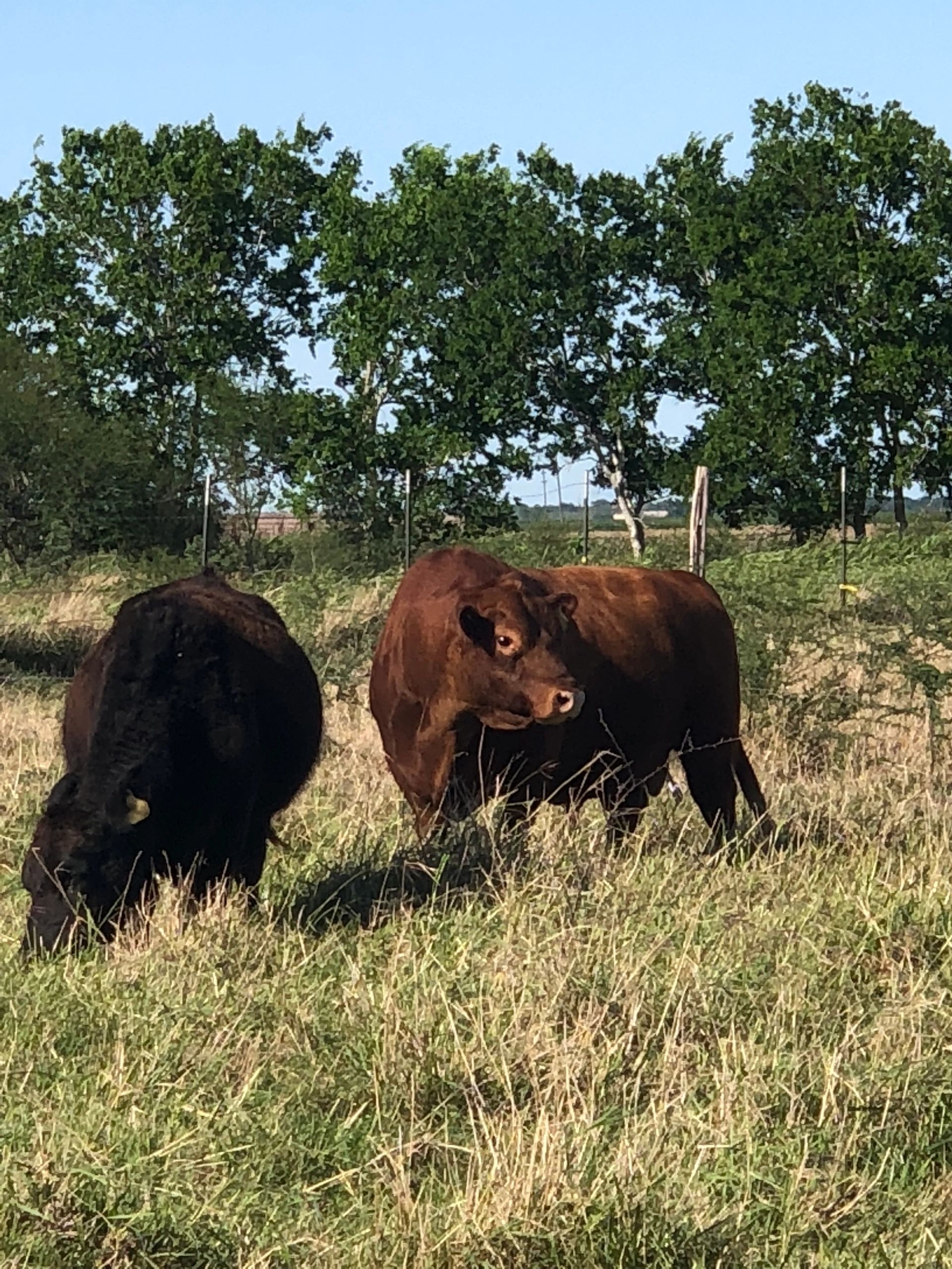 HR Aberdeens - Aberdeens, Lowline Cattle for Sale