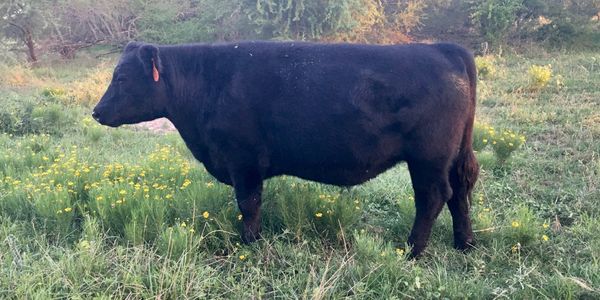 HR Aberdeens - Aberdeens, Lowline Cattle for Sale