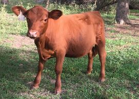 HR Aberdeens - American Aberdeen, Lowline Angus for Sale | HR Aberdeens