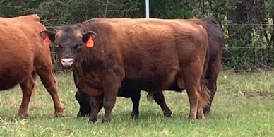 HR Aberdeens - American Aberdeen, Lowline Angus for Sale