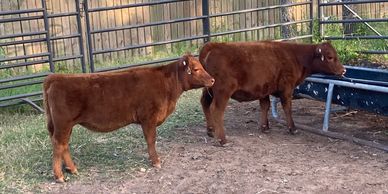 HR Aberdeens - American Aberdeen, Lowline Angus for Sale