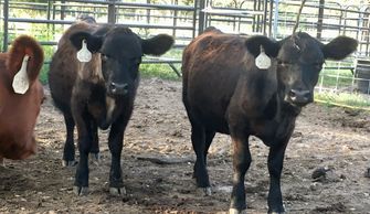 HR Aberdeens - American Aberdeen, Lowline Angus for Sale | HR Aberdeens