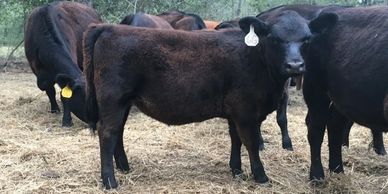 HR Aberdeens - American Aberdeen, Lowline Angus for Sale | HR Aberdeens