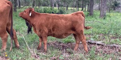 HR Aberdeens - American Aberdeen, Lowline Angus for Sale