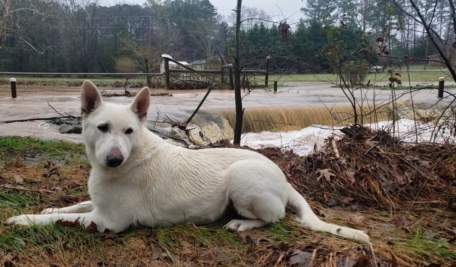Female White German Shepherd