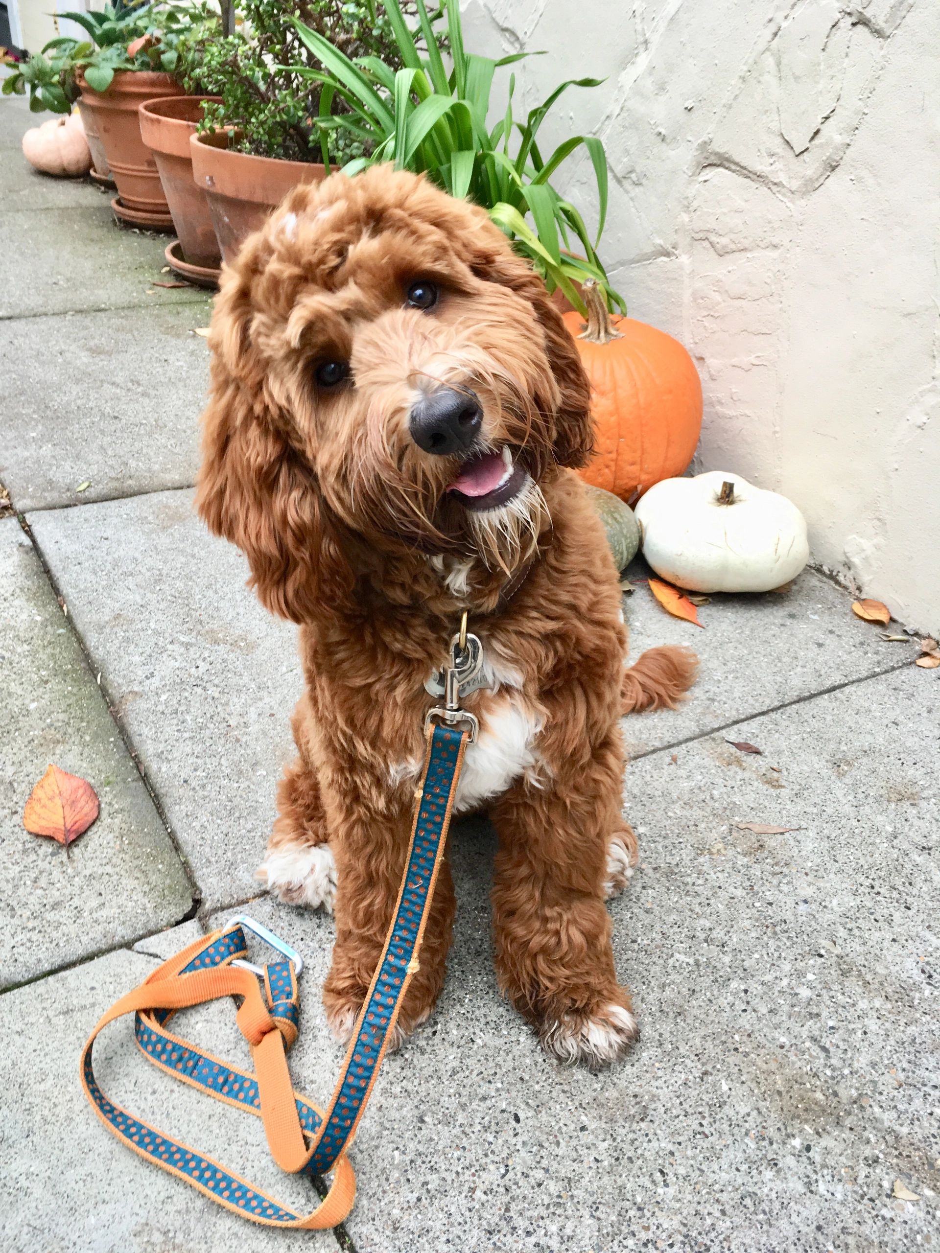 Animal Care Dog Boarding, Walking and Training - Yolo Dog Go!