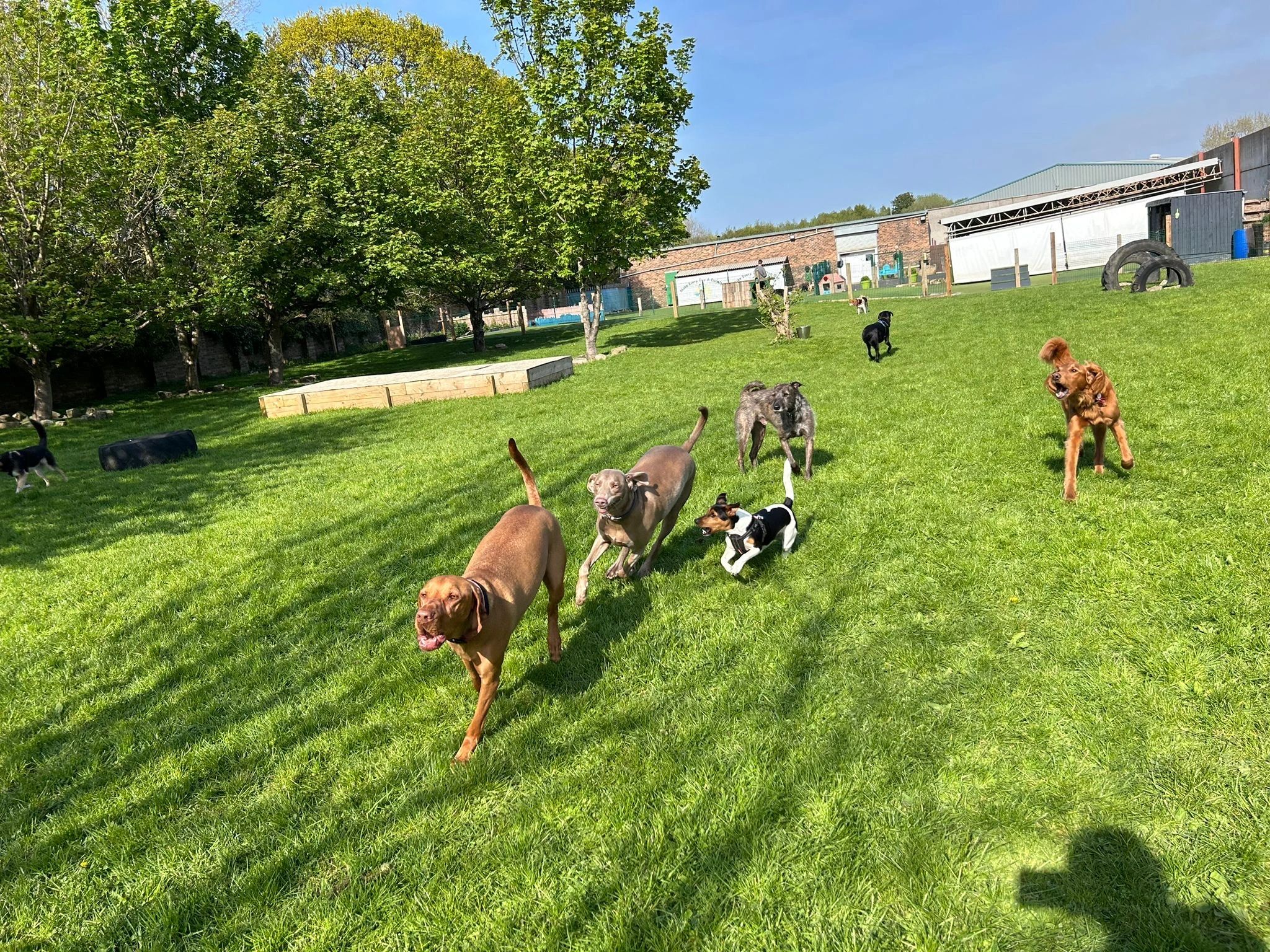 Dog Care Services in Edinburgh | Hound Around Daycare