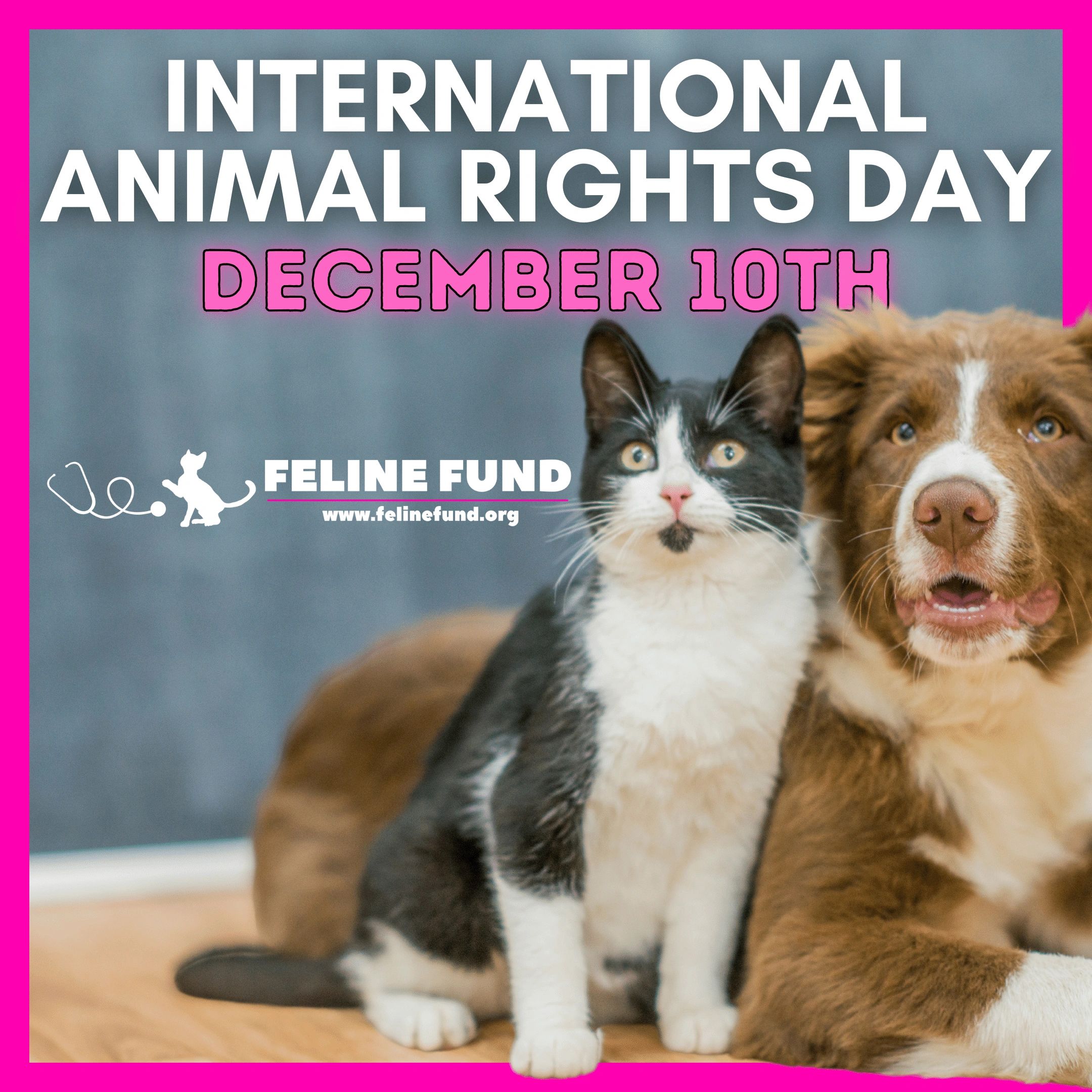 International Animal Rights Day