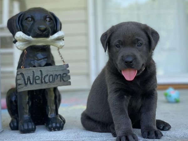 Lindy's Labs - Lab Puppies, Silver Lab, Chocolate Lab Puppies