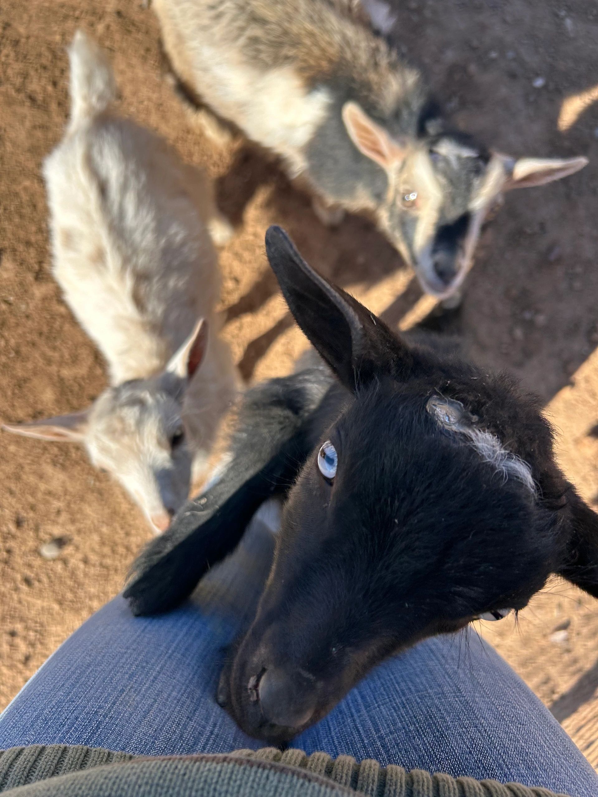 Little Fox Goats And Soaps