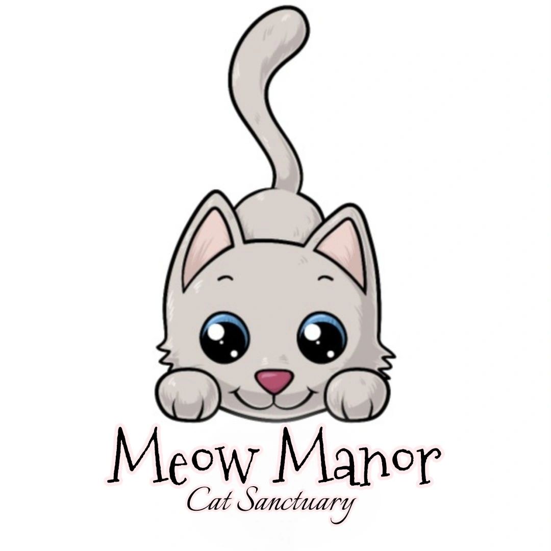 Helping Stray Cats Find Forever Homes | Meow Manor Cats
