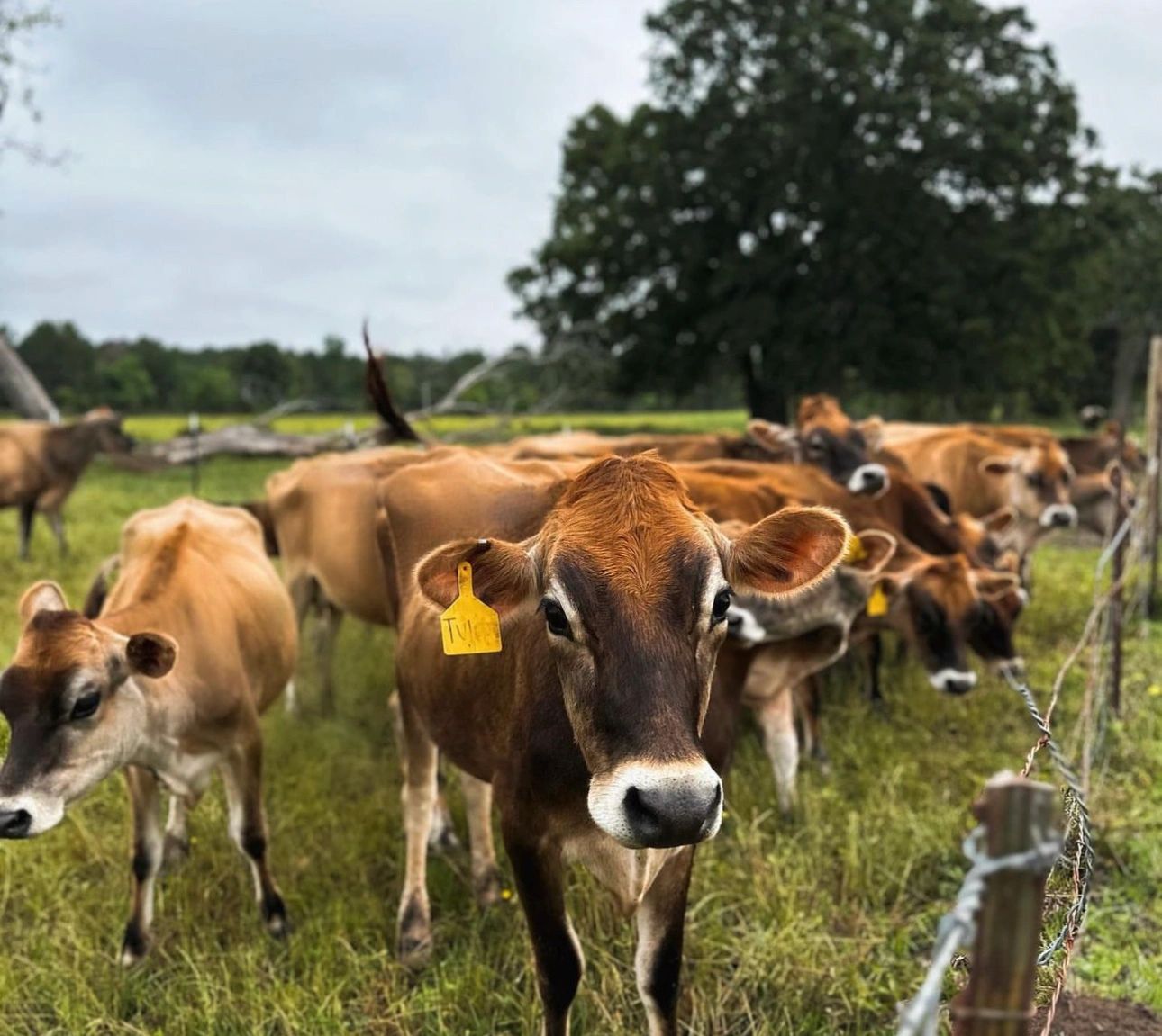 Jersey Cows For Sale
