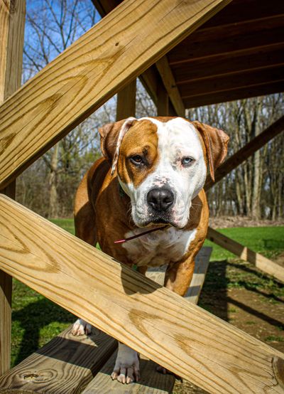 FAQ’s | Focus Dog Training