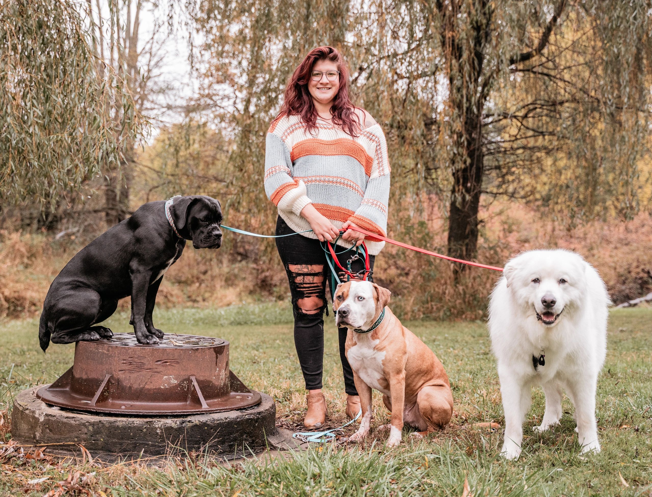 Services | focuseddogtrainingohio