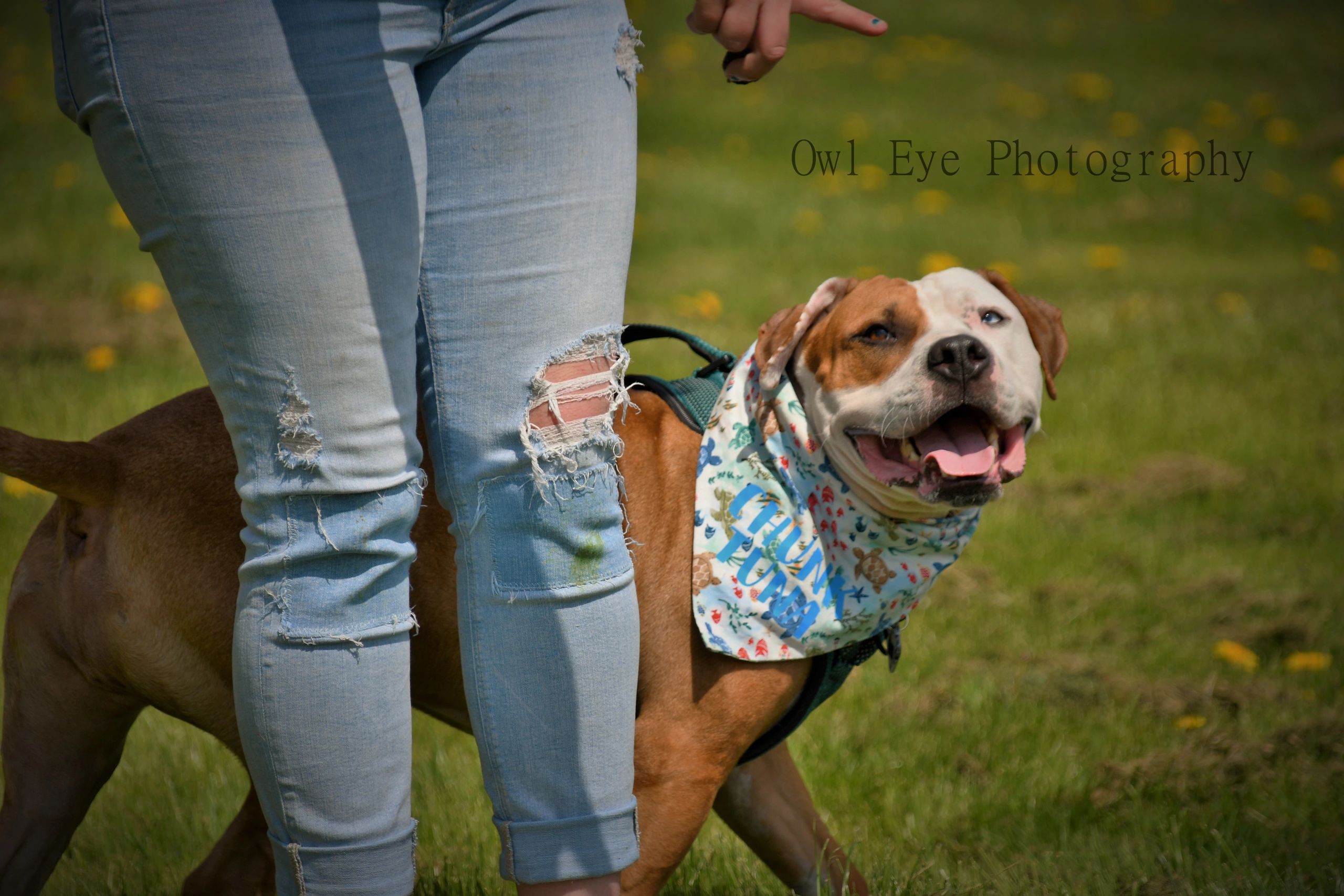 Services | focuseddogtrainingohio