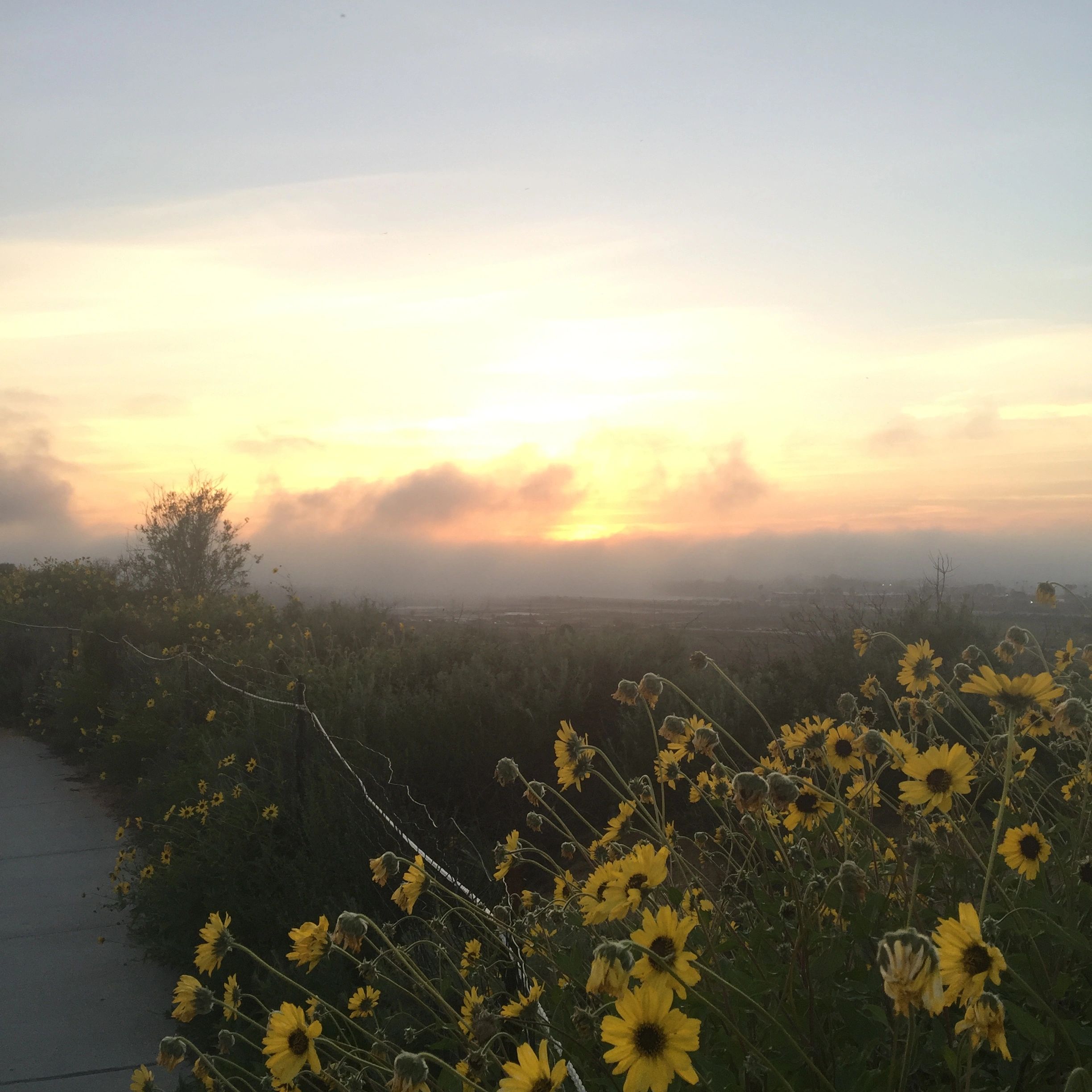 Dr. Kristen McDonald, Ph.D., Licensed Psychologist - Home