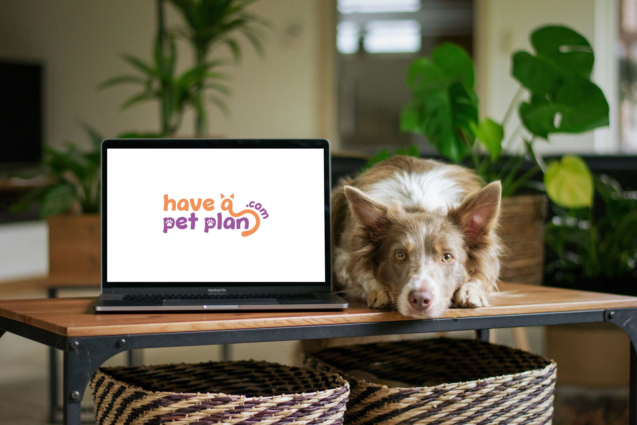 Have a Pet Plan