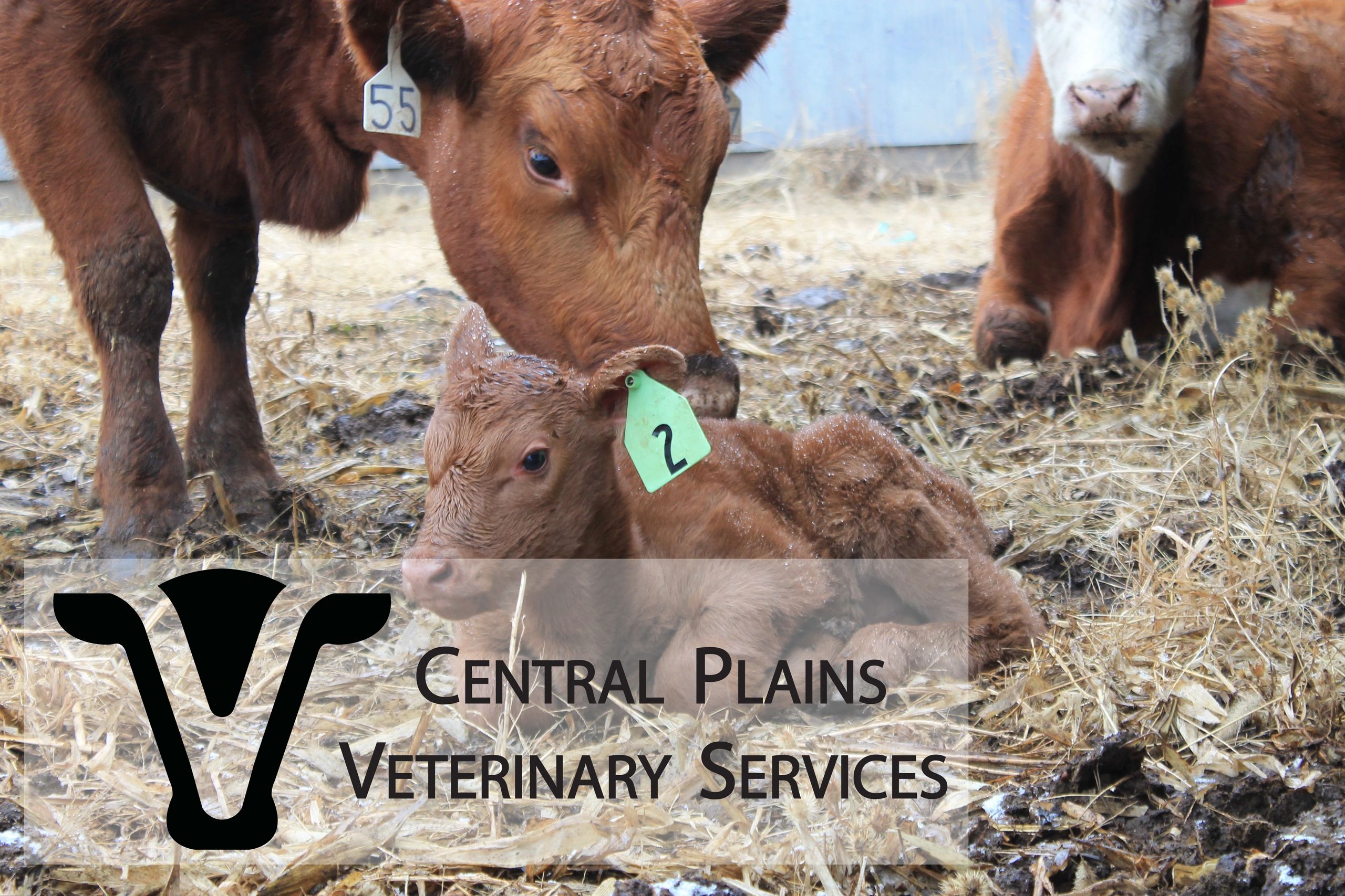 Veterinarian - Central Plains Veterniary Services