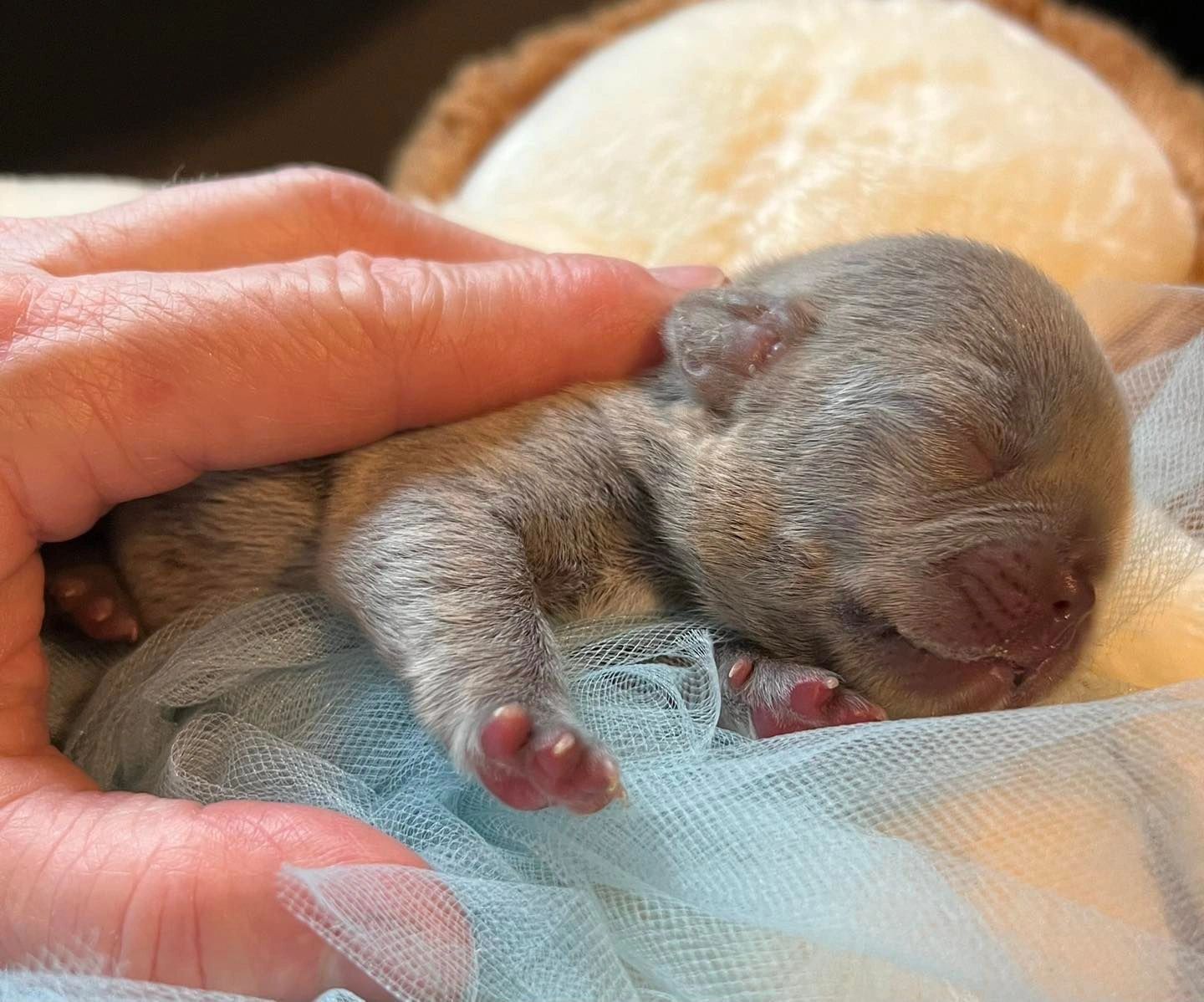 Our Breeding Mommies