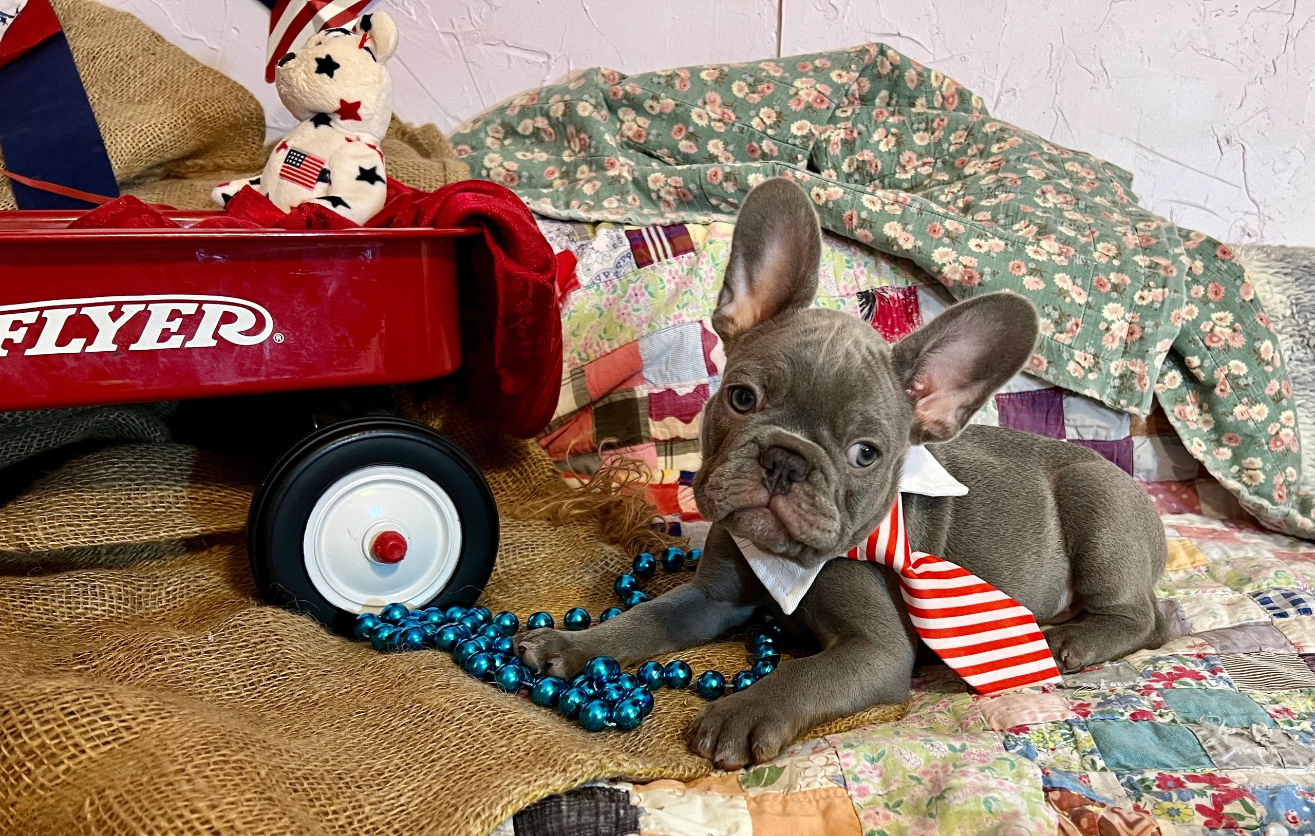 French Bulldog - Over the Mhoon Bullies & Royal Frenchies