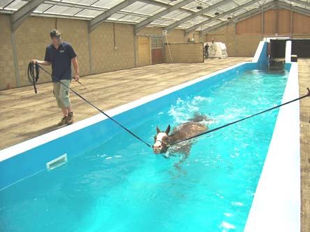 Why build an equine swimming pool