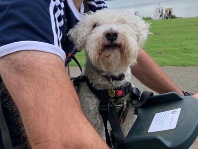 Buddy Rider - Dog Seats, Dog Seats, Bike Seats, Pet Supplies