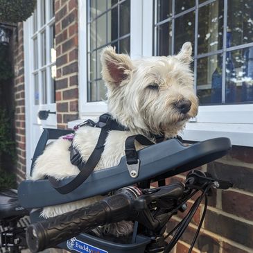 Cheap buddyrider bicycle pet seat Cheap Sale