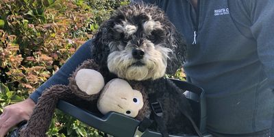 Buddy Rider - Dog Seats, Dog Seats, Bike Seats, Pet Supplies