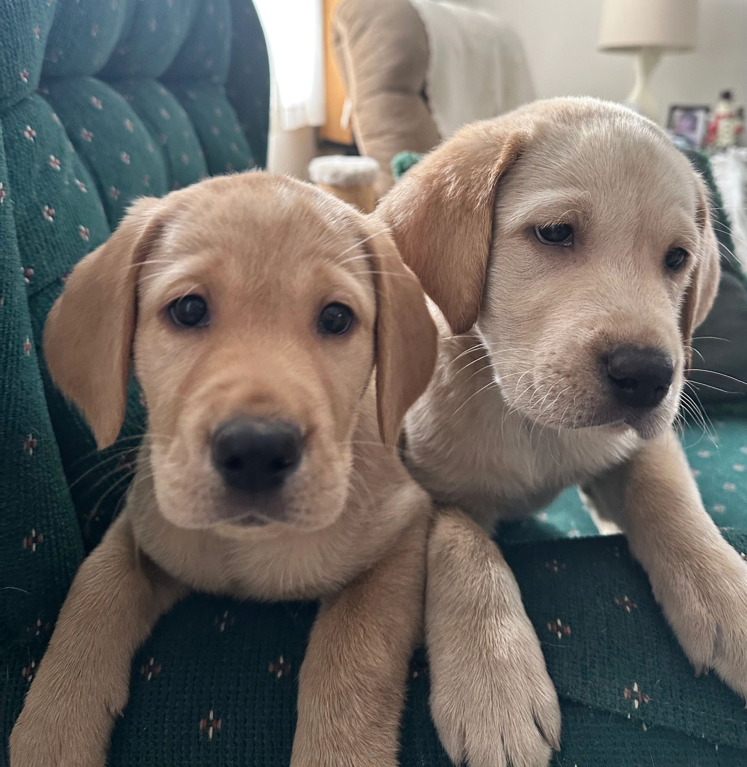 Yellow Lab Puppies for sale ct