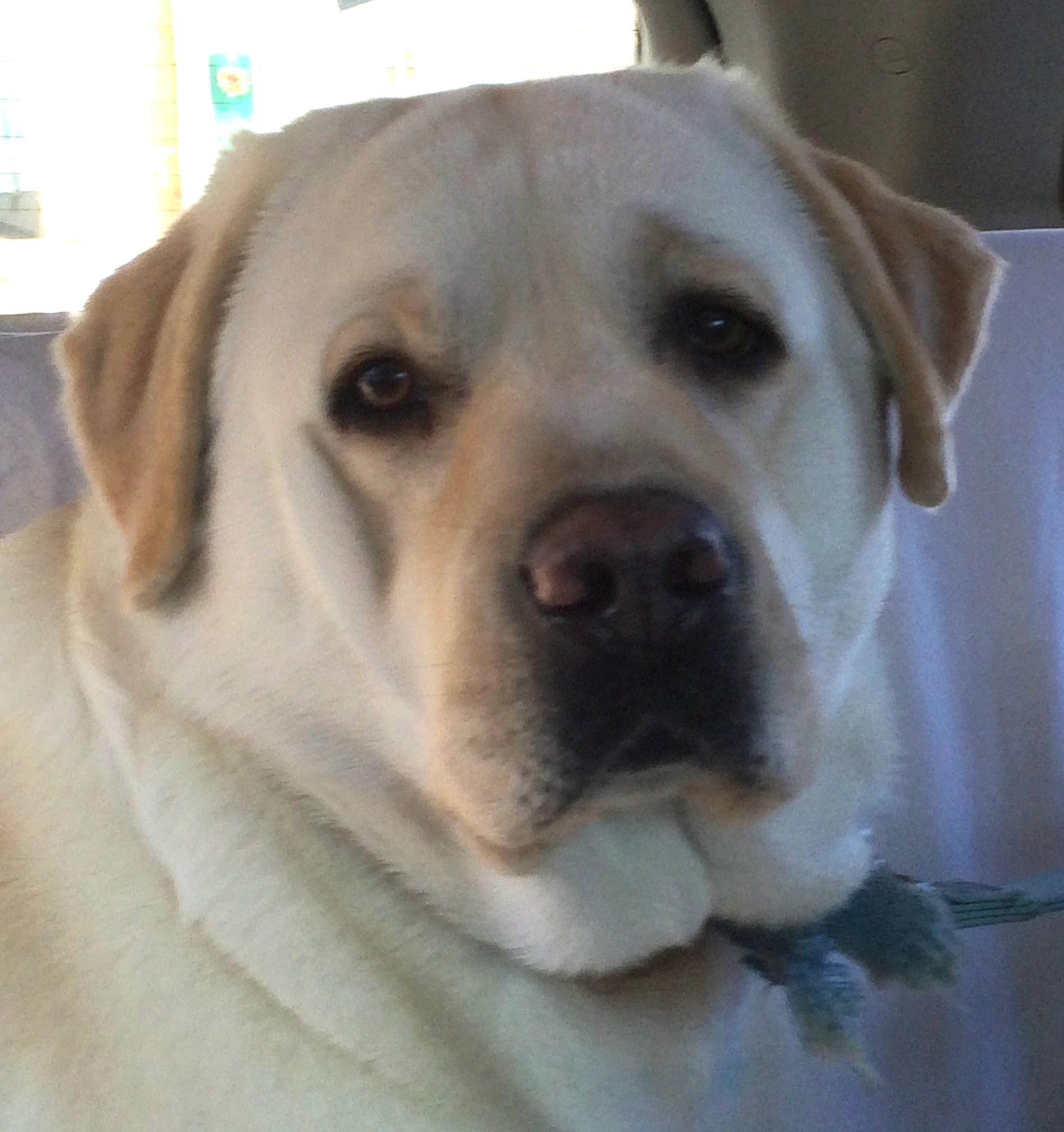 Lab Puppies for Sale - Mountain Stream Labradors