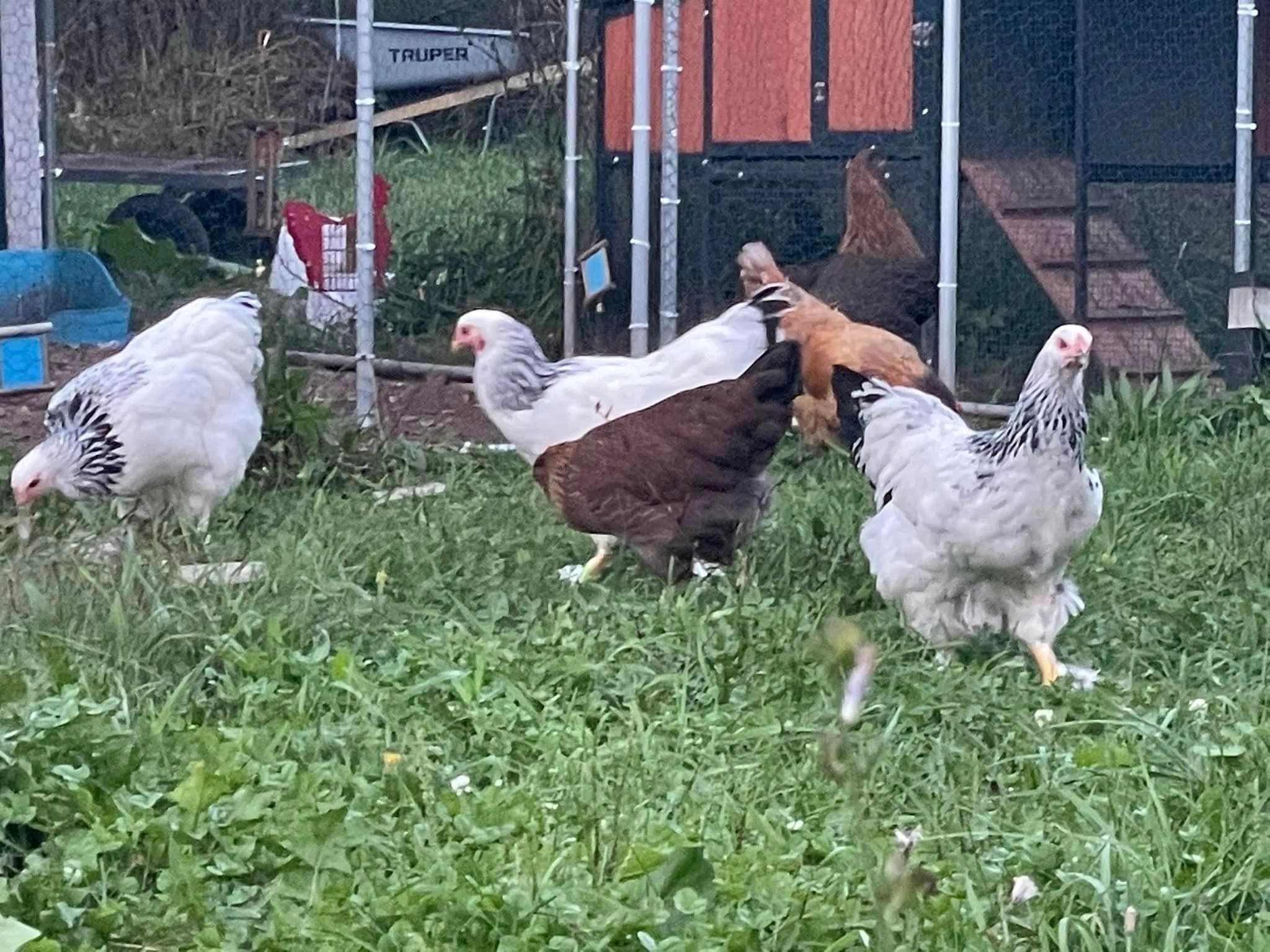 Homestead Henitentiary