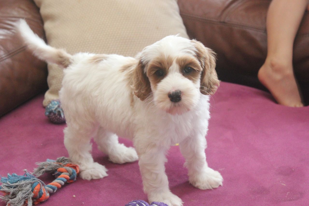 Grooming a labradoodle puppy store