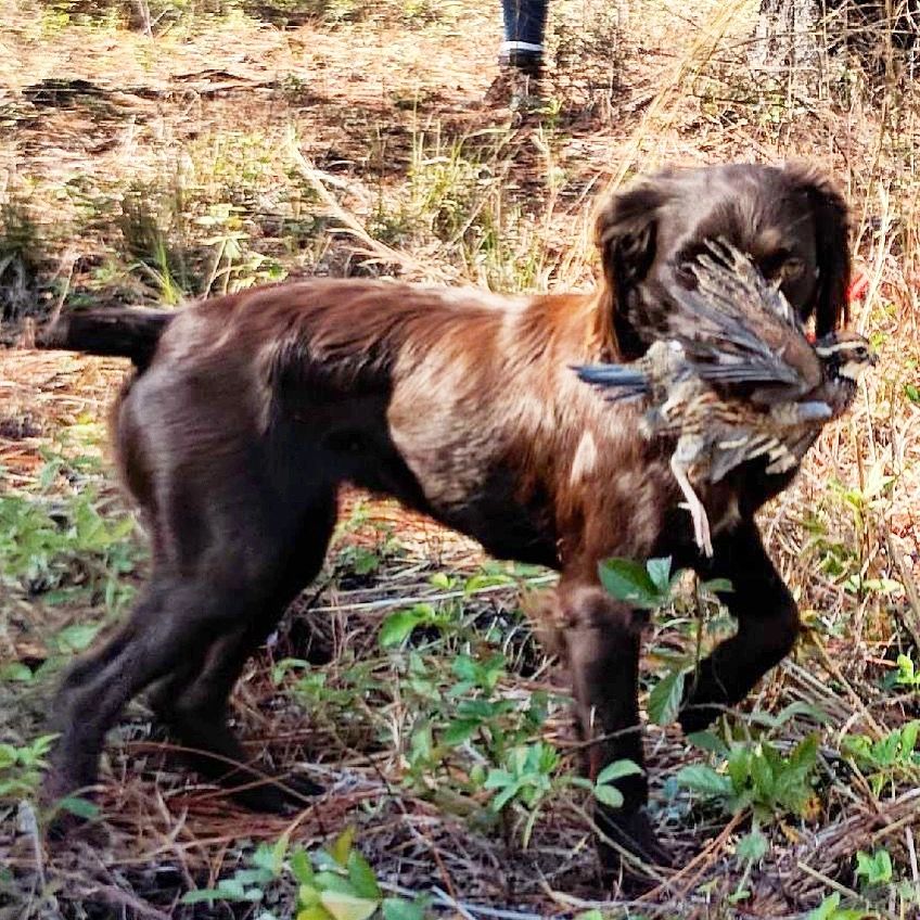 Abbott Shooting Preserve - Quail Hunting in Georgia, Quail Hunting