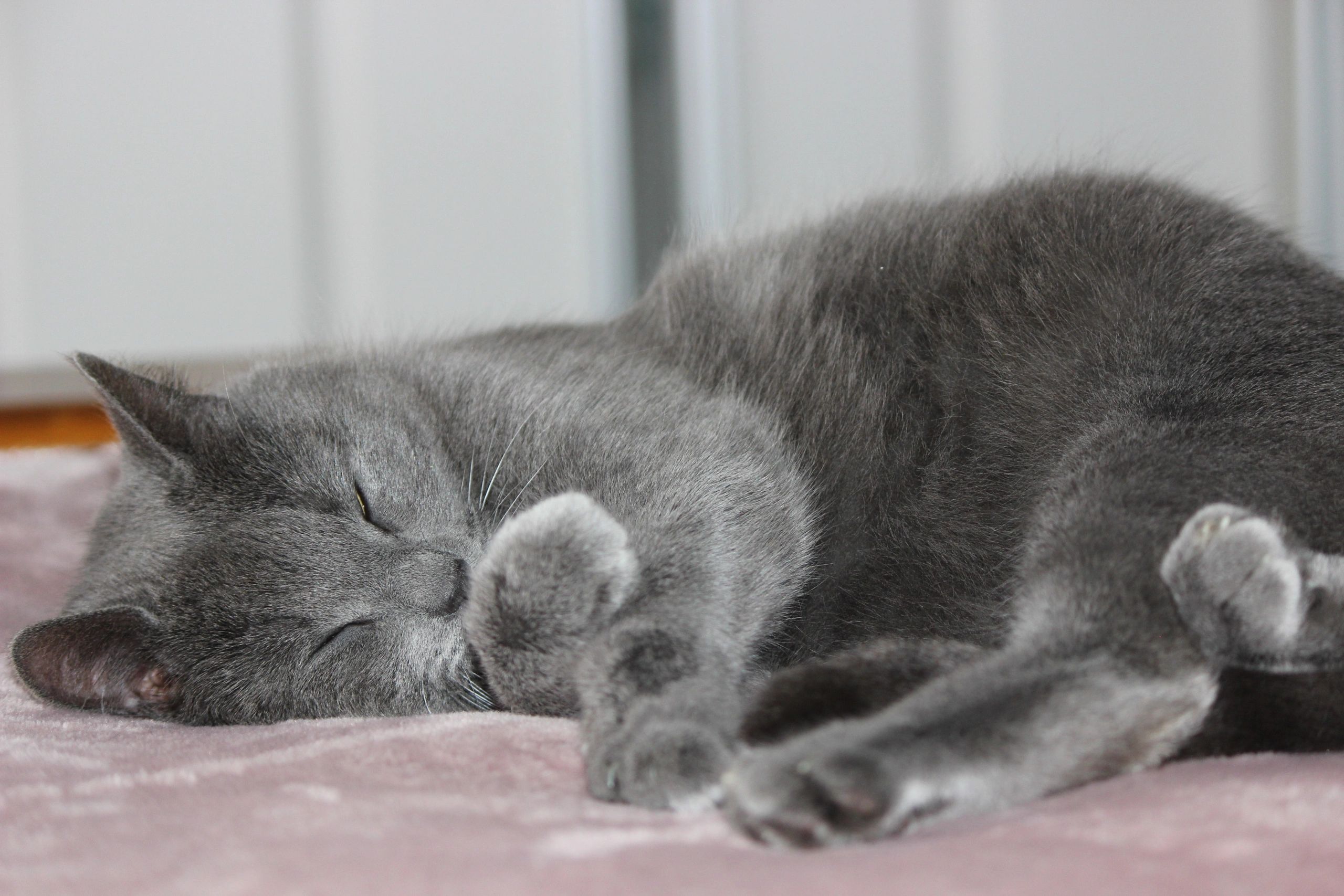 Our Cats | Russian Bluez Cattery