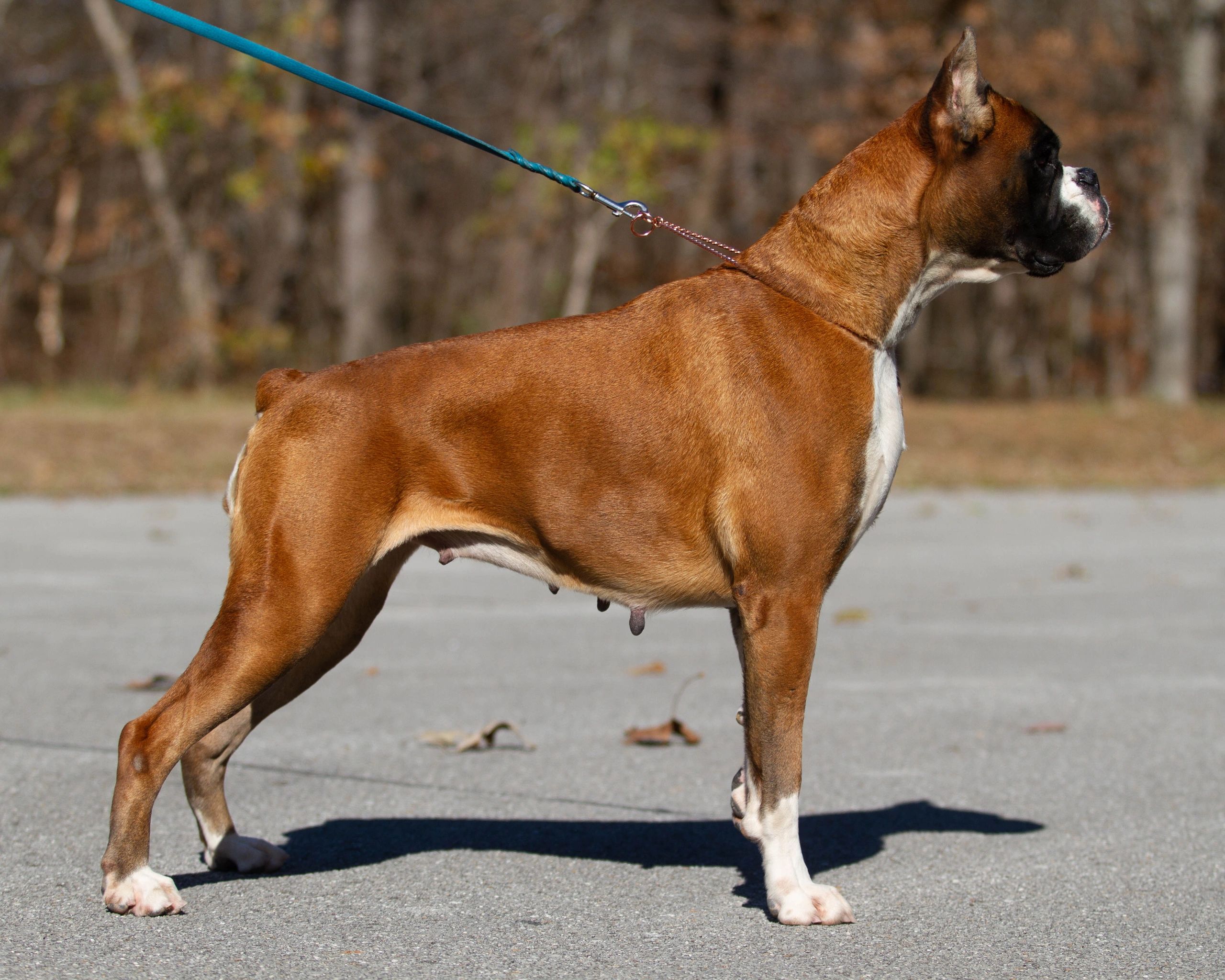 Females | Mt Valley Boxers