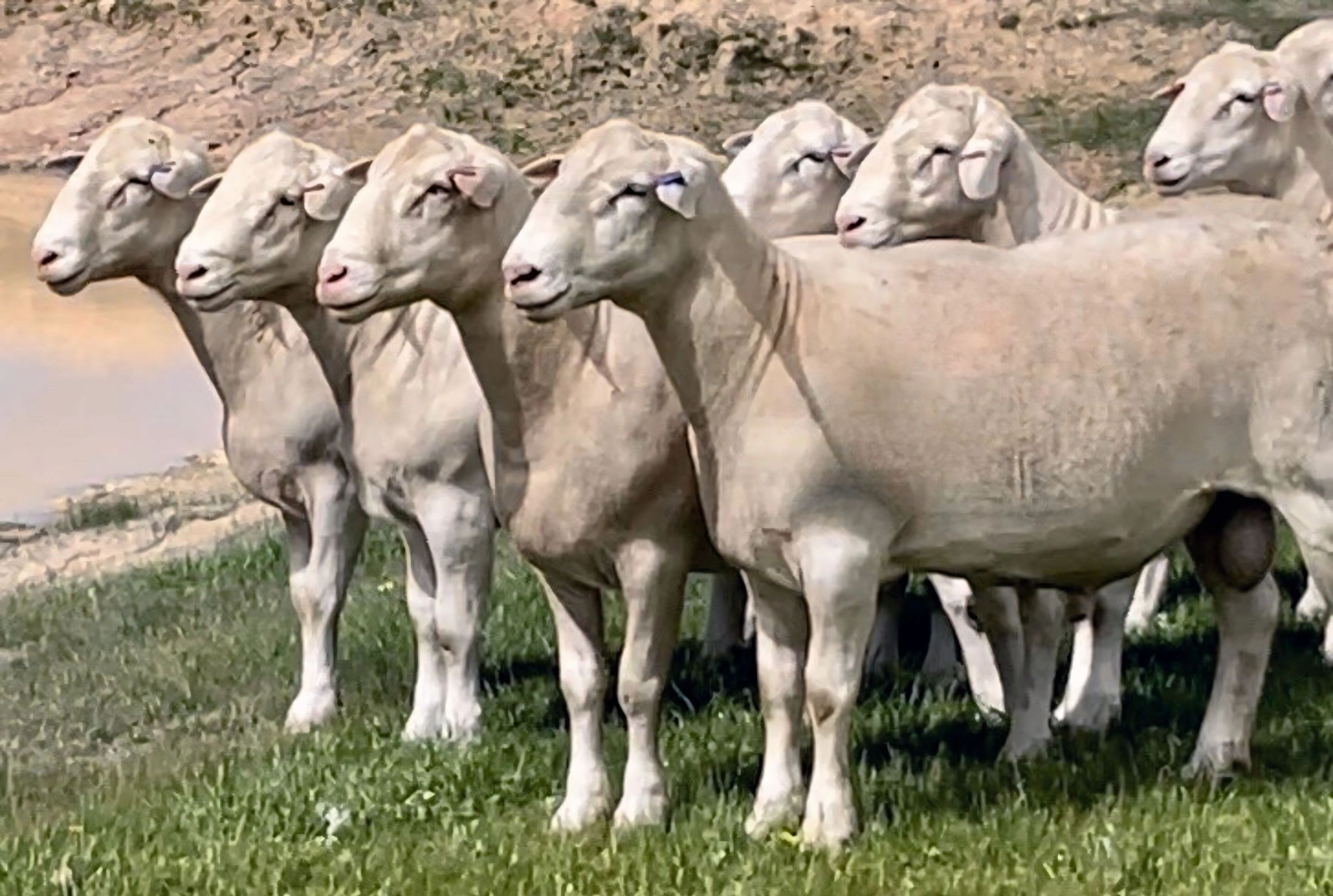 Blackwood SheepMaster - Shedding Rams and Ewes, Shedding Rams