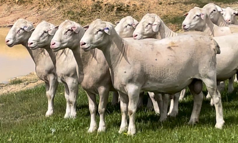 Blackwood SheepMaster - Shedding Rams and Ewes, Shedding Rams